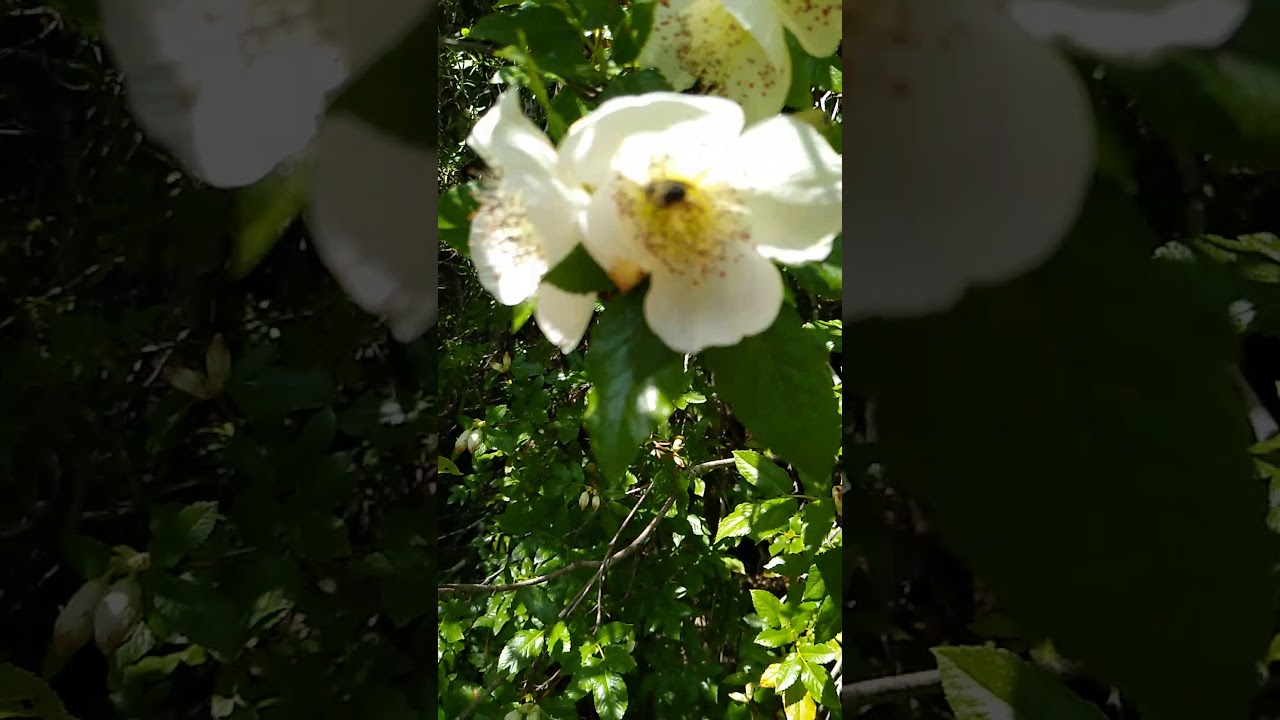 Guindo Santo - YouTube