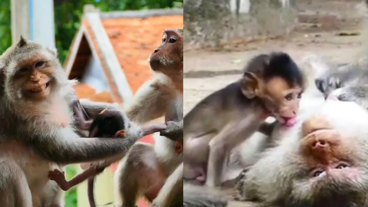 The Poor Baby Monkey Was Bitten By The Mother Monkey The Baby Nonkey ...