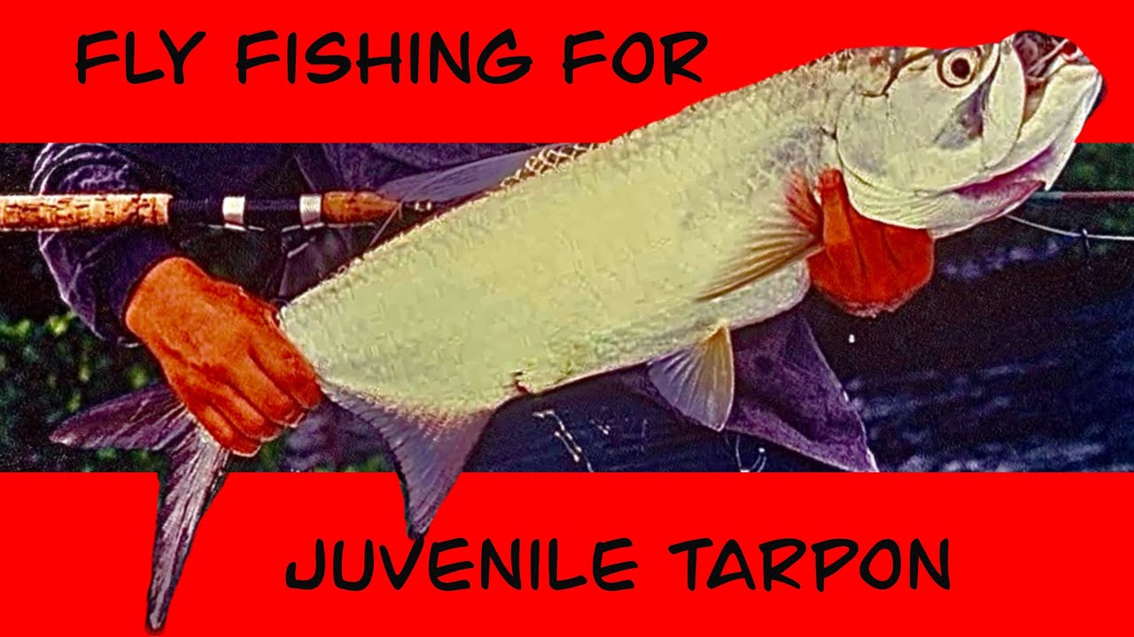 How to Fly Fishing for Juvenile Tarpon in Florida - YouTube