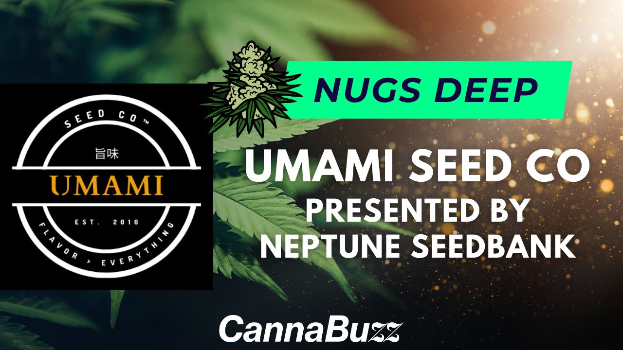 Nugs Deep with Umami Seed Co & Neptune Seedbank - YouTube