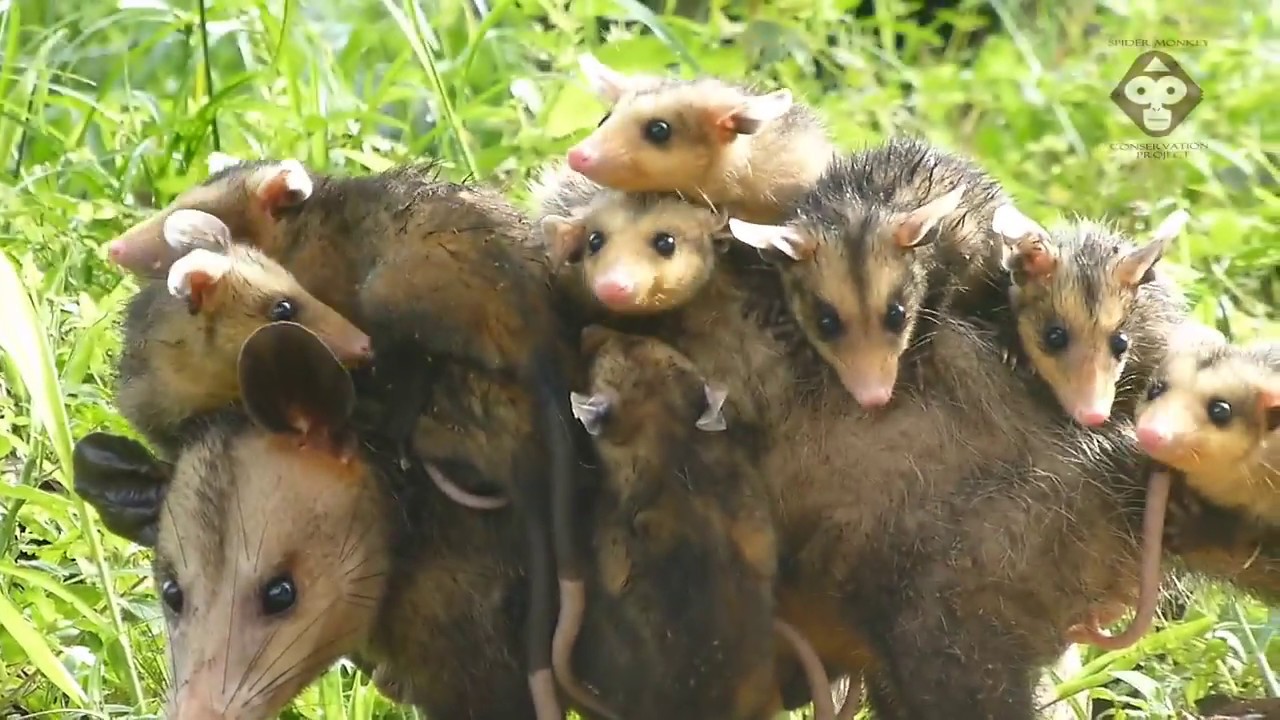 Un Rabipelado con cras zarigueya Caparo en Venezuela - YouTube