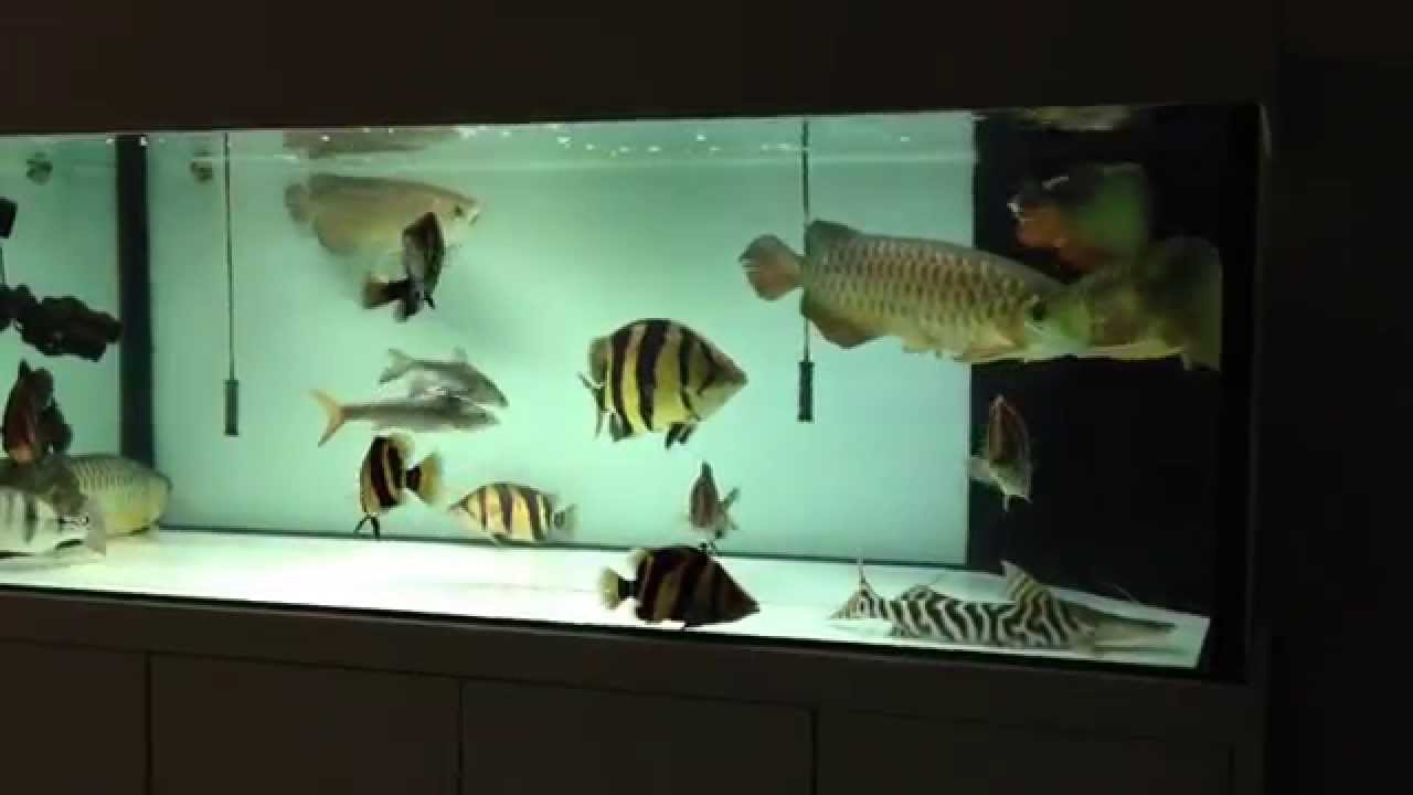 My fish tank. Arowanas , Tiger Fish, Tigrinus catfish - YouTube
