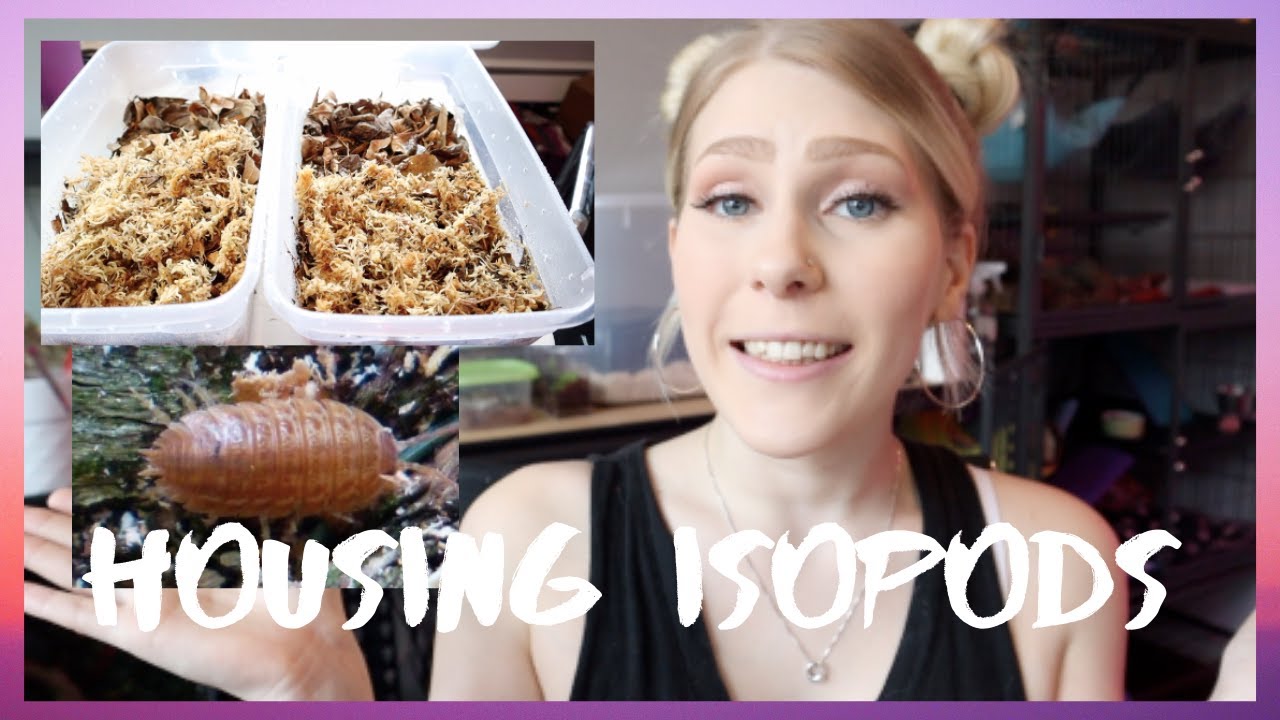 Starting an Isopod Colony! | Housing Isopods - YouTube