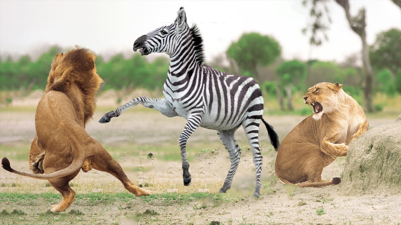 Incroyable Fierté Des Lions Chassant Le Zèbre Troupeau Perdu Zèbre ...