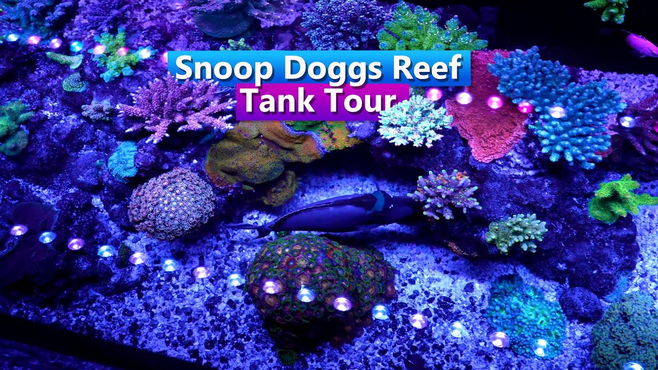 Snoop Doggs Reef - Saltwater Aquarium Reef Tank Tour - YouTube