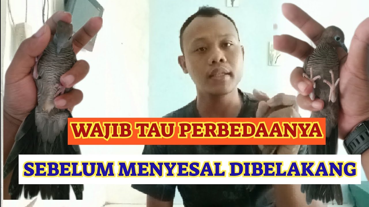 PERKUTUT CEMANI MAJAPAHIT & CEMANI KOLBUNTET || INI PERBEDAANYA ‼️ ...