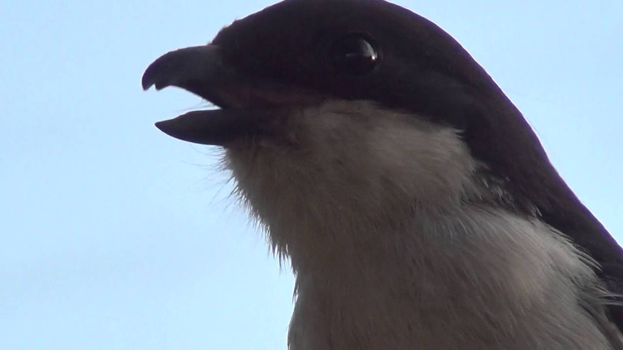 Fiscal Shrike - AKA Batman - YouTube