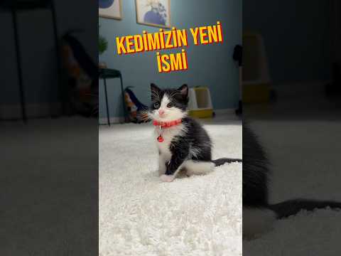 kedimizin yeni ismi