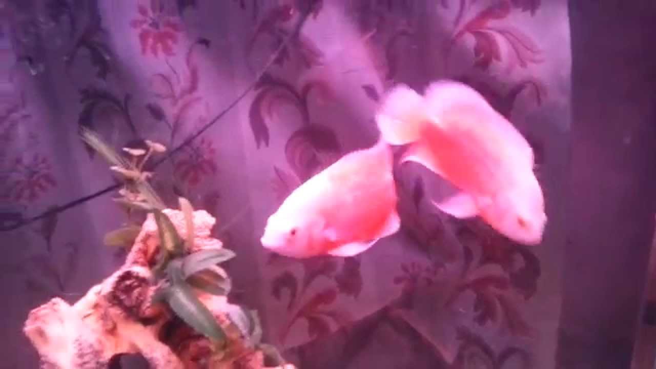 Red oscar fish feeding - YouTube