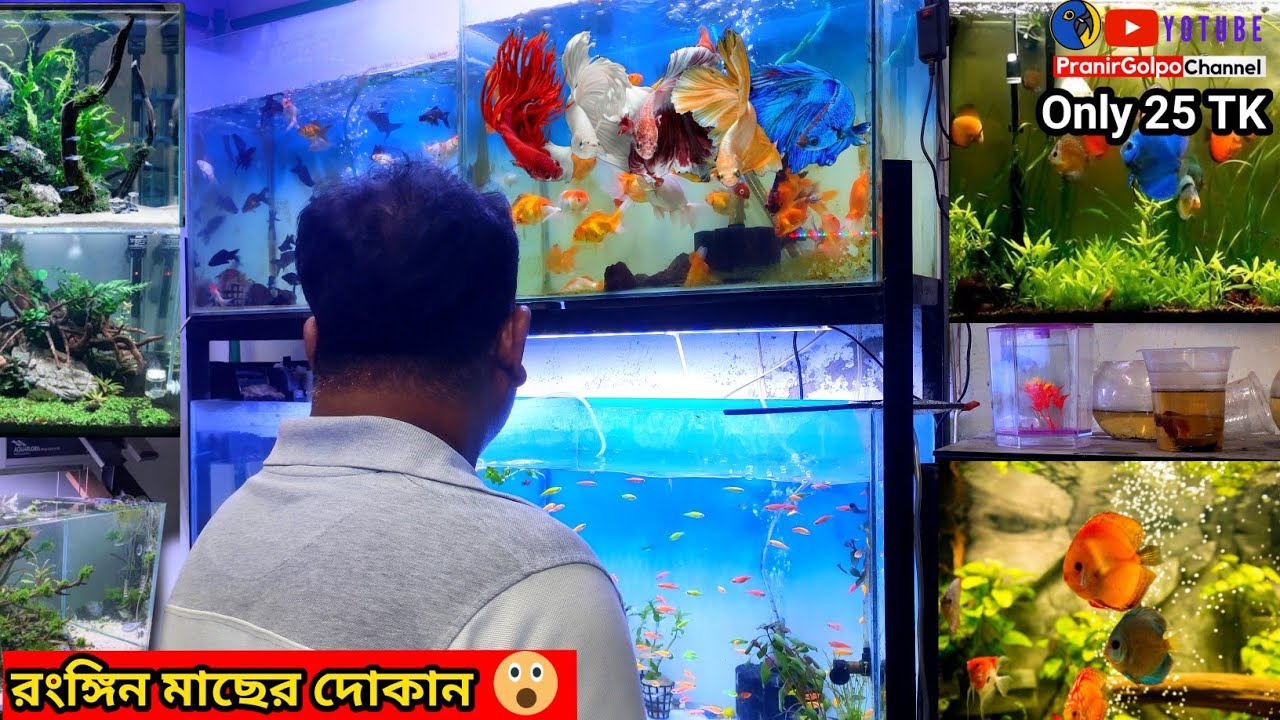 Aquarium Price In Bangladesh 🐠Aquarium Fish Price In BD 😱 Buy All ...