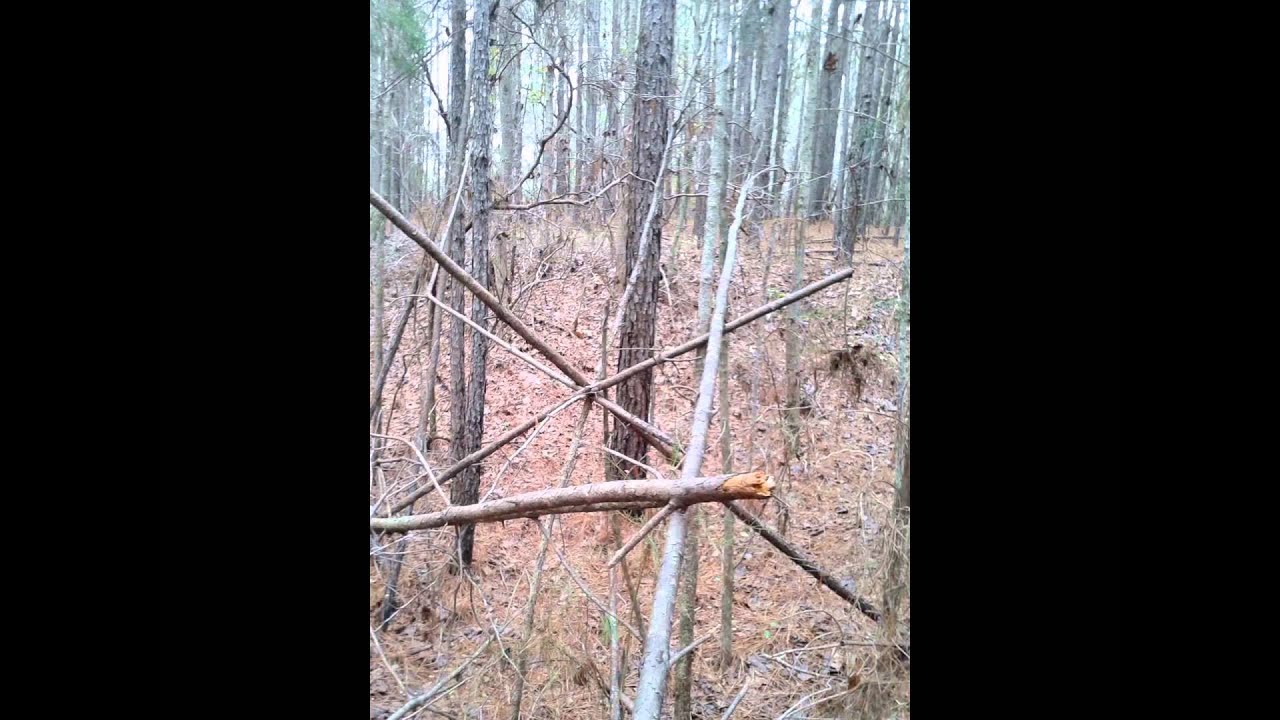 Bigfoot marking territory with tree structures ... - YouTube