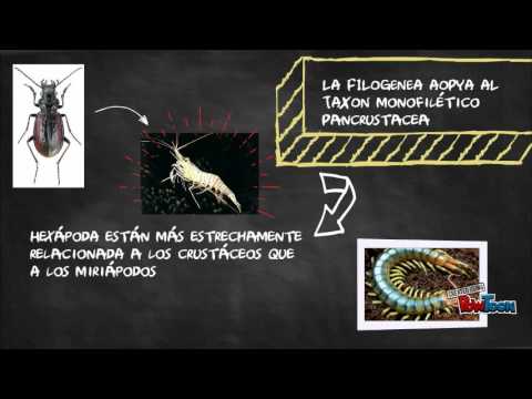 CRUSTÁCEOS EVOLUCIÓN completo - YouTube