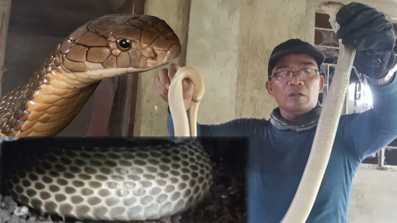 Delikadong Paninirahan ng Mapanganib na COBRA sa ilalim ng Flooring ng ...
