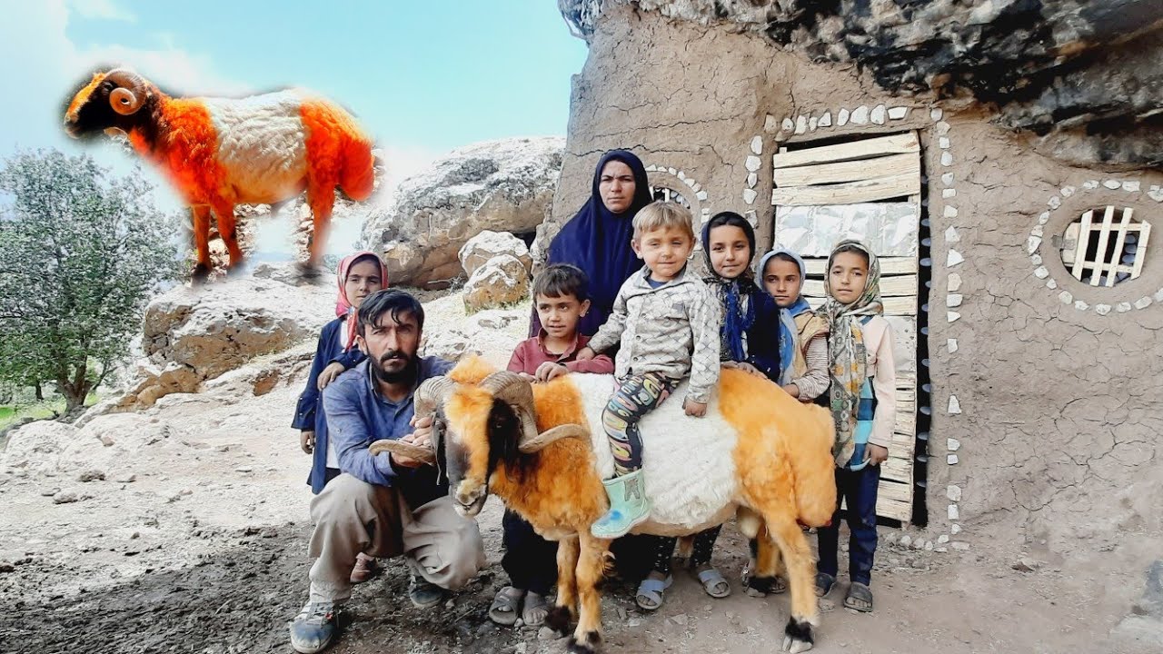 Cutting sheep's wool and decorating rams with henna... - YouTube