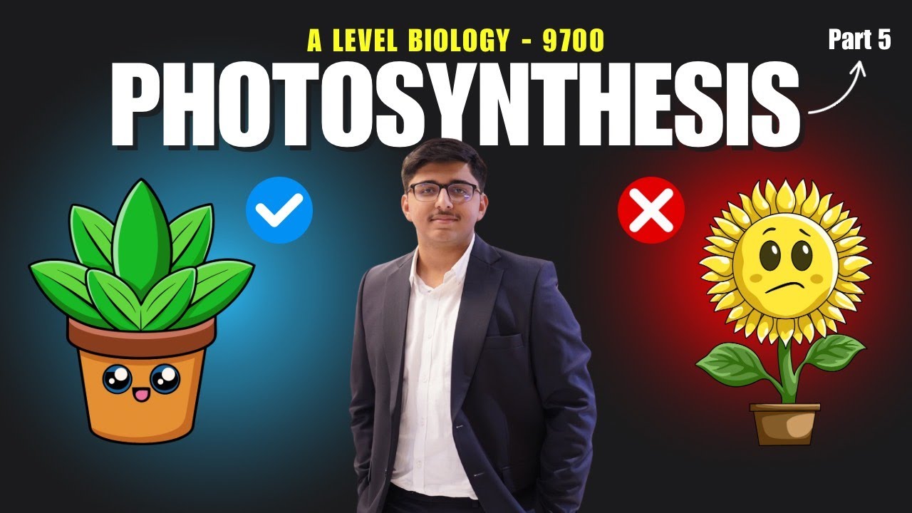 Photosynthesis | Calvin's Cycle | A Level Biology 9700 | Part 5 - YouTube