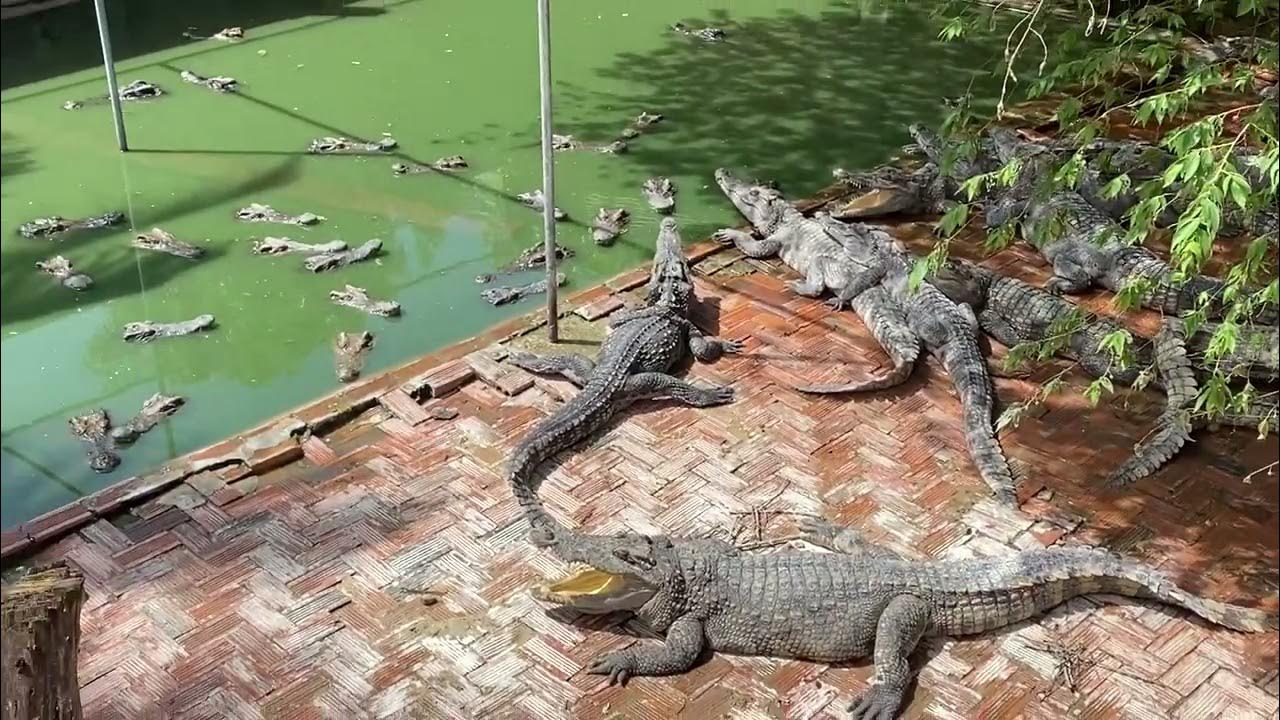 Crocodile - YouTube