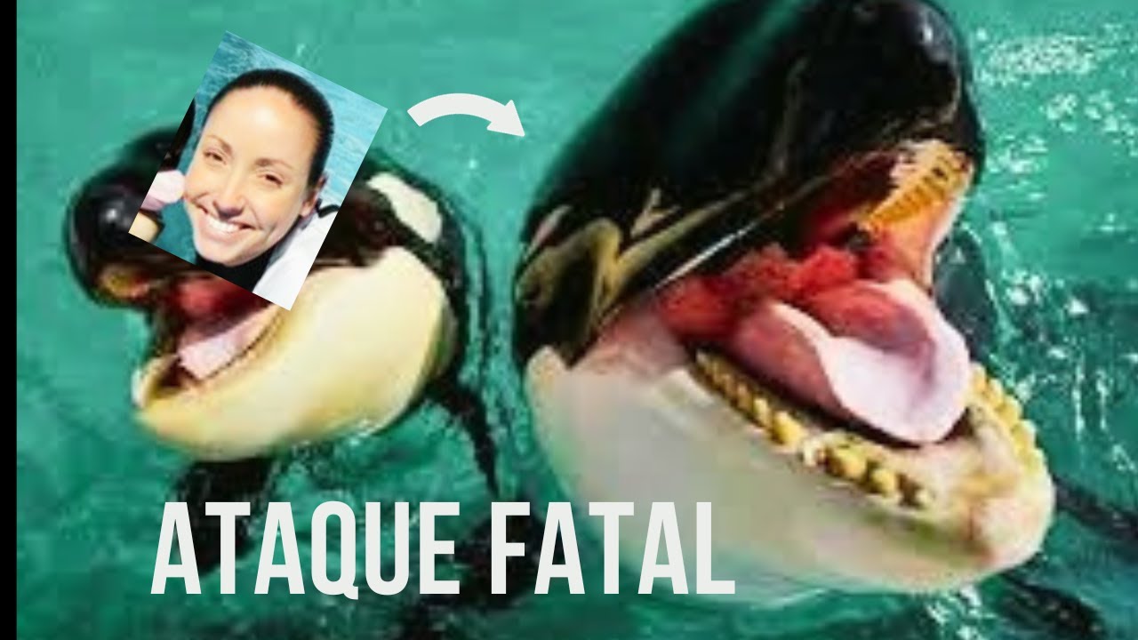 Conheça a trágica história da treinadora do seaworld e sua relação com ...
