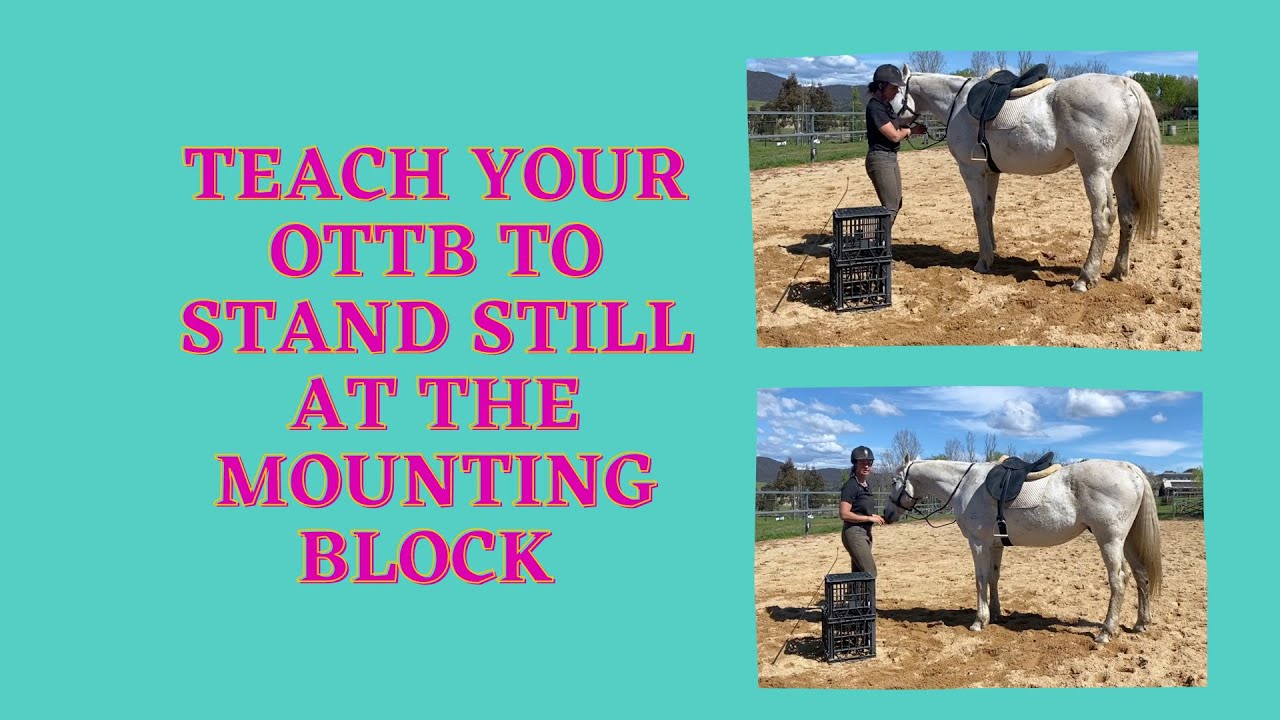 Teach Your Ottb To Stand Still At The Mounting Block PT 1😊🐎 #ottb # ...