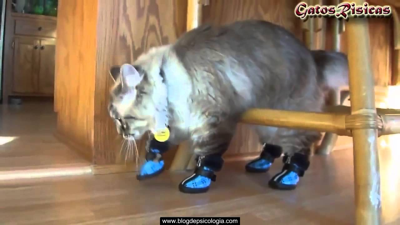 Gatos usando ZAPATOS. Videos de gatitos divertidos 2016 2016 - YouTube