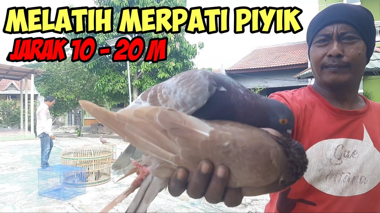 LOP LOP TIPIS MERPATI KOLONG // TEAM KENWOOD // TEAM BARON // TEAM ...