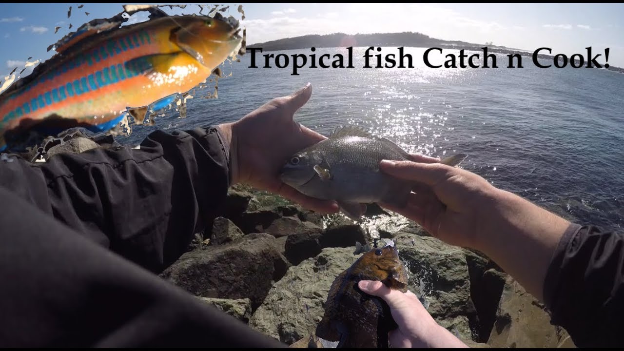 Catching tropical fish at the Gold Coast - Catch n Cook!! - YouTube