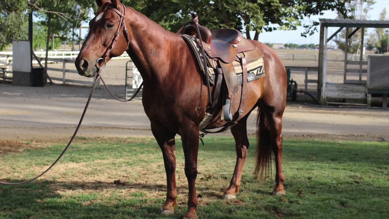 Harts Bobbie Reed 2006 AQHA gelding - YouTube