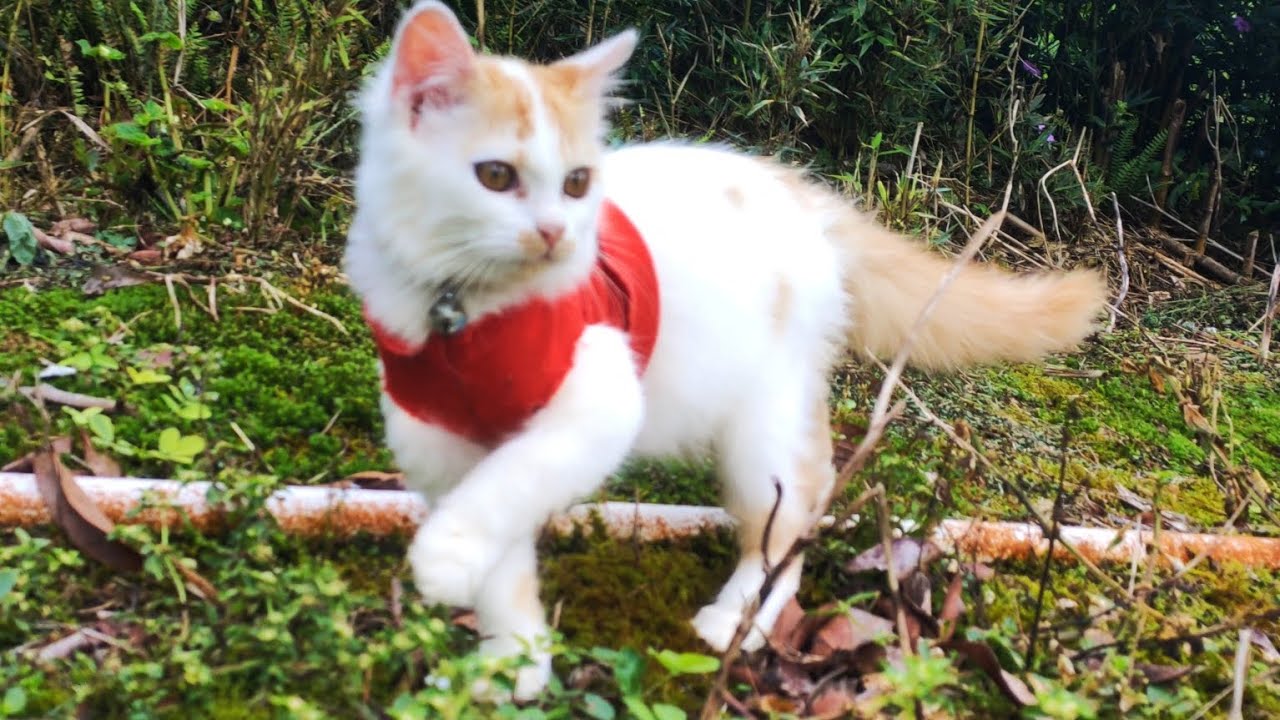 MEOWING CUTE - kitten cats - funny moments cats - Suara Binatang 438 ...