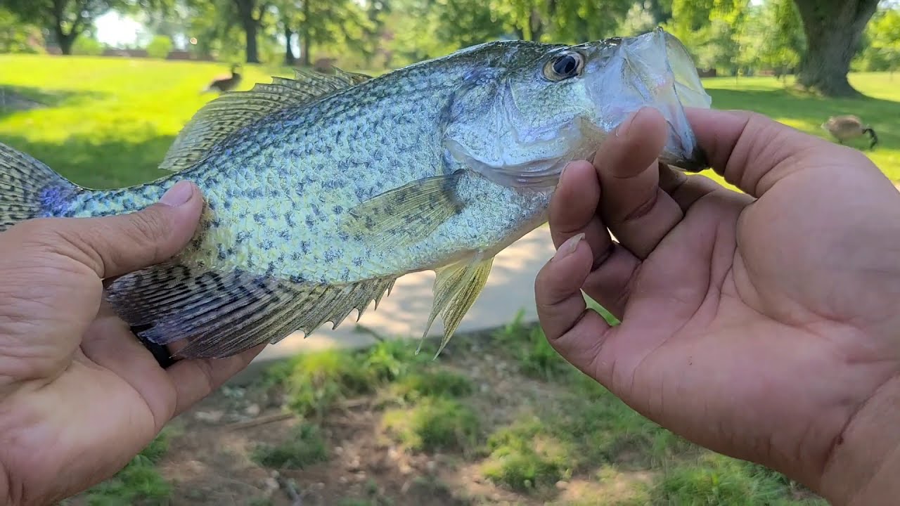 Summertime Crappie in Small Ponds - YouTube