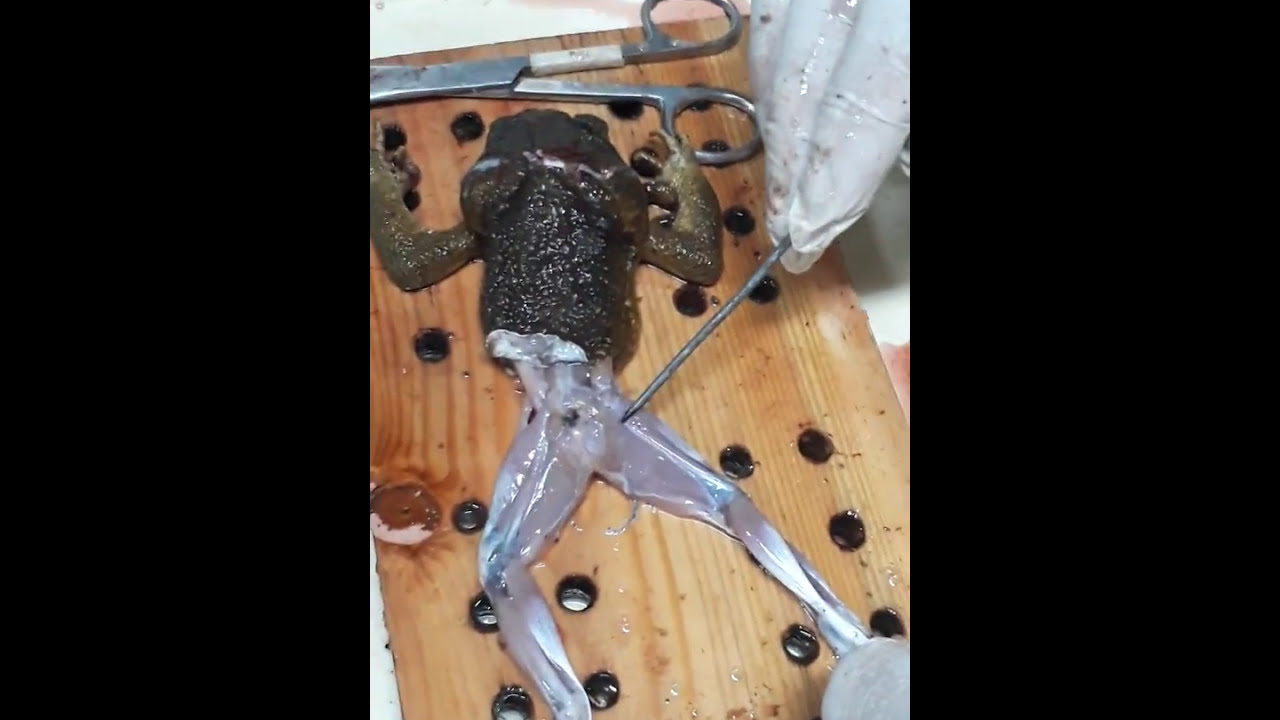 Pithing of Frog - YouTube