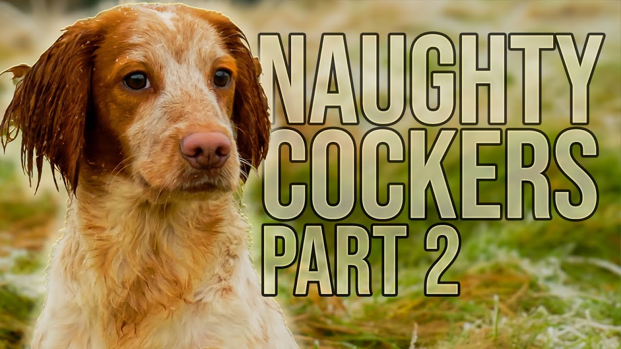 Difficulty With Your Cocker Spaniel? WATCH This - YouTube