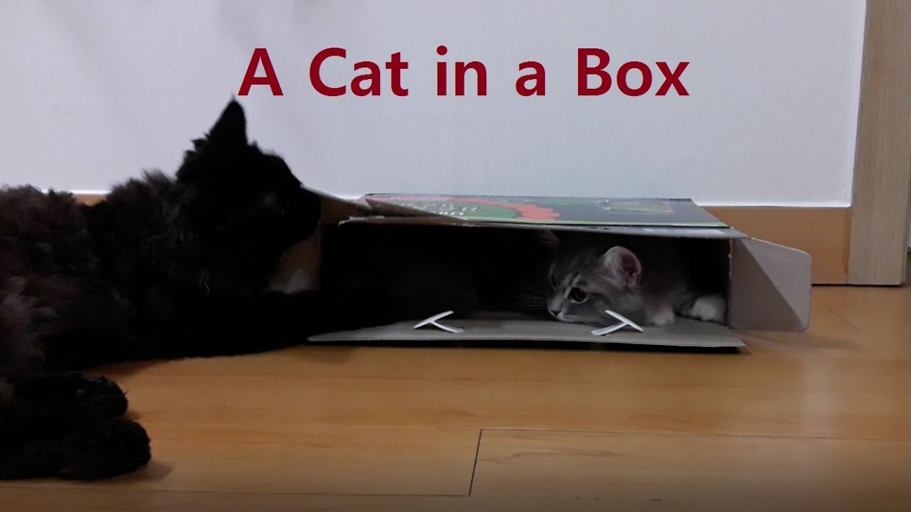 Funny Cats ~ A Cat in a Box~ - YouTube