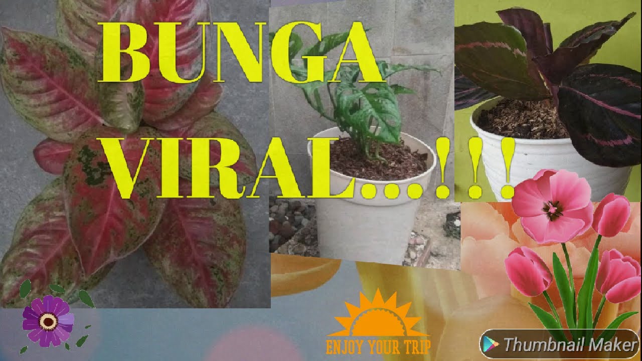 Bunga yang lagi VIRAL - YouTube