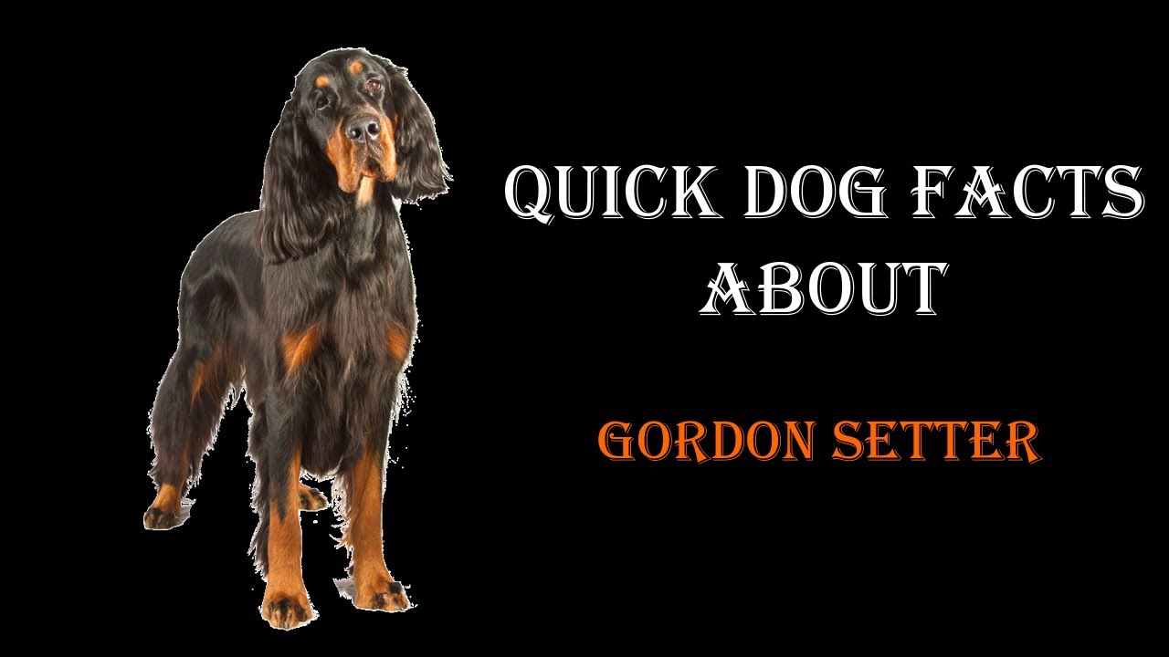 Quick Dog Facts About The Gordon Setter! - YouTube