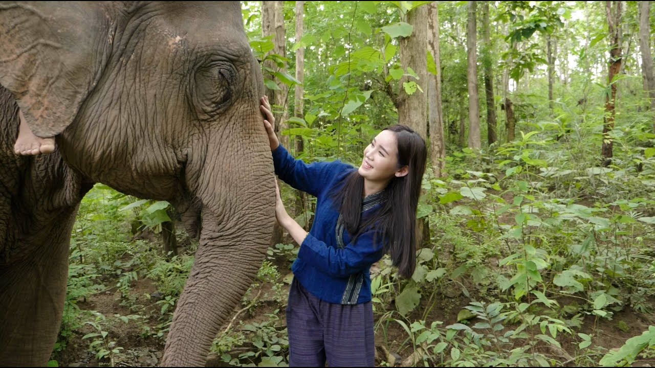 Elephants: 7 common and uncommon facts about elephants - YouTube