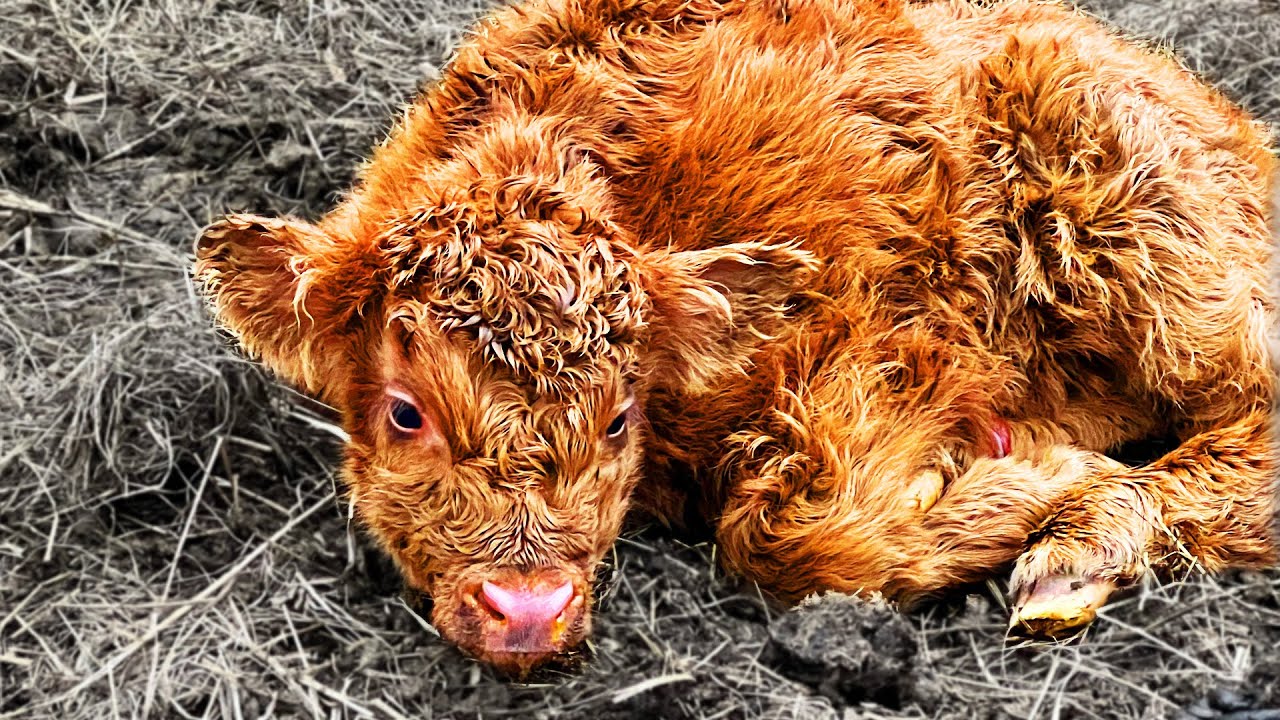 A Wee Calf Born on the Farm - YouTube