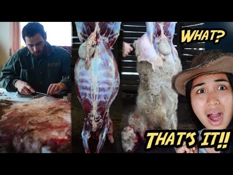 HOW TO SLAUGHTER A LAMB/ SHEEP/ BASIC AND HUMANELY METHOD - YouTube