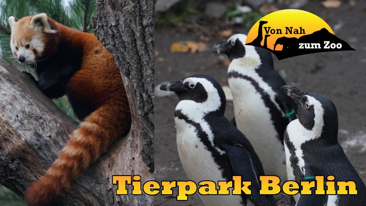Tierpark Berlin - Um Weiten besser als der Zoo? - Von Nah zum Zoo - YouTube