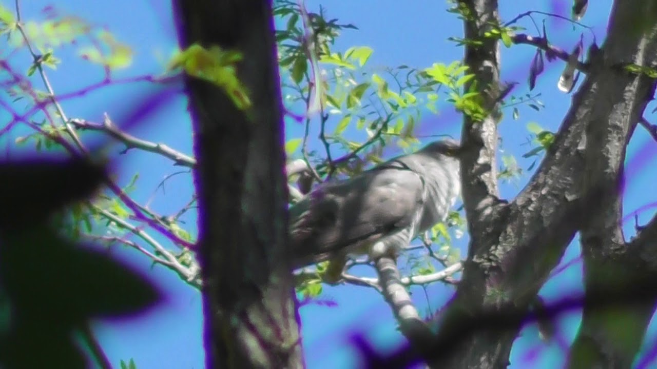 Cuckoo singing in a forest in the Carpathian Mountains, Cuculus canorus ...