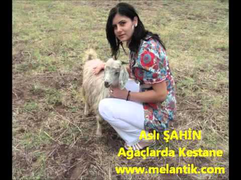 aslı şahin ağaçlarda kestane