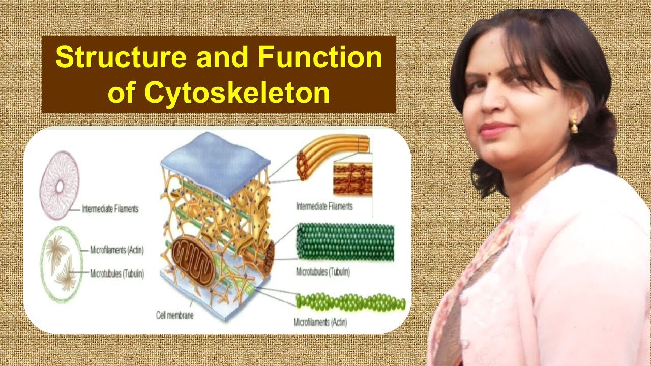 Structure and Function of Cytoskeleton by Dr. Shashi Bala - YouTube