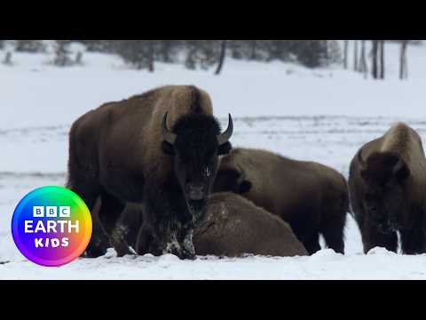 Learn About Bison! | Learn With Steve Backshall | BBC Earth Kids
