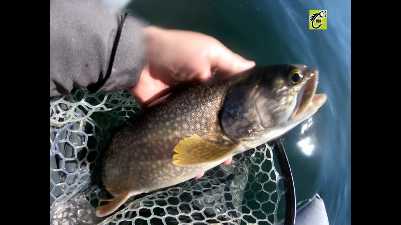 CALIFORNIA Lake Trout / Mackinaw Fishing Ultra Clear Water @ Jenkinson ...