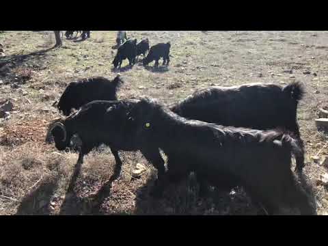 Keçi çiftleşmesi nasıl olur?(KEÇİLER KAÇ AY DA DOĞUM YAPAR?)