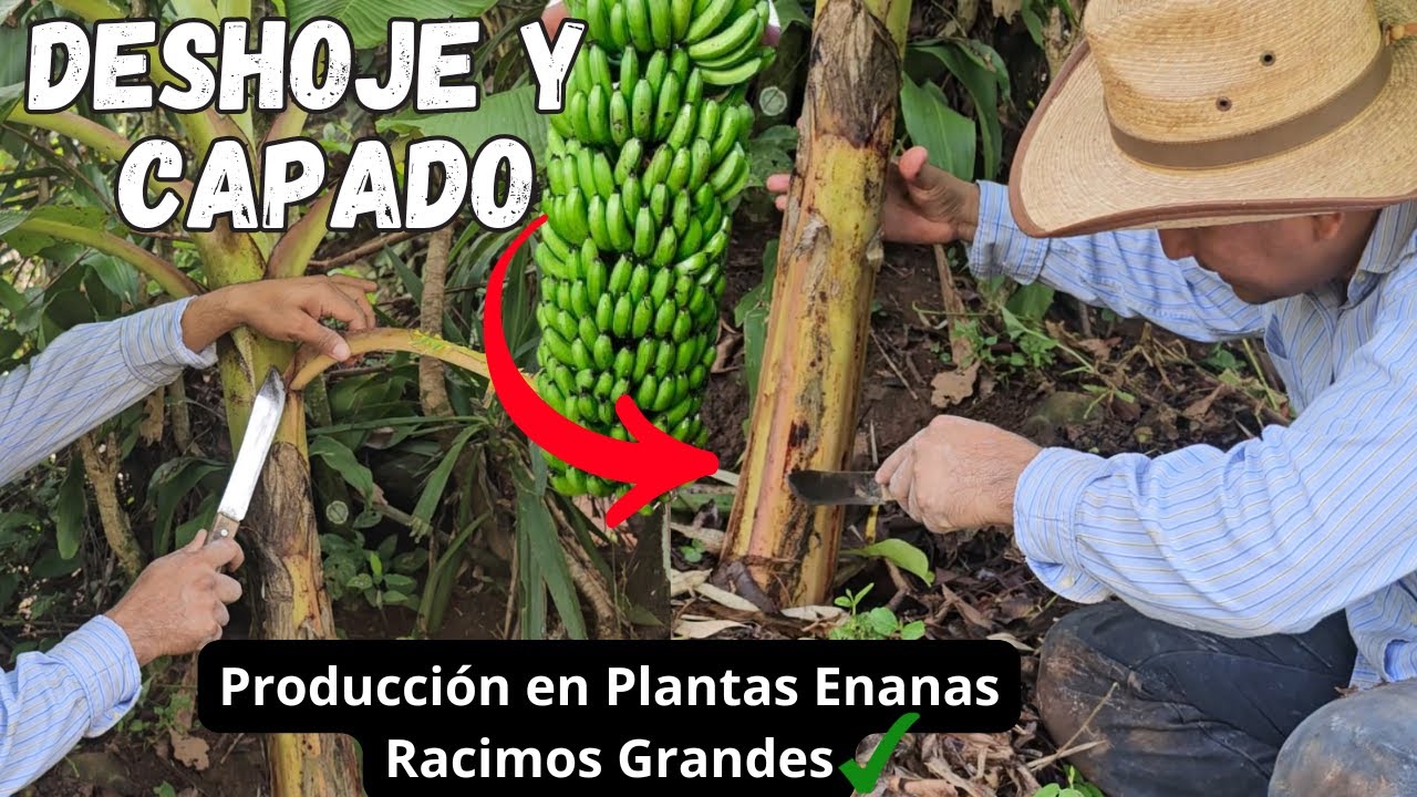 CAPADO y DESHOJE de Plantas de PLÁTANO o BANANO🍌🌿 ¡Plantas enanas con ...