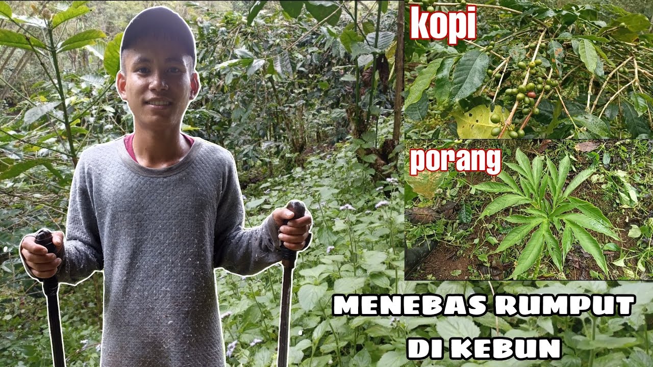 MENEBAS RUMPUT DI KEBUN - YouTube