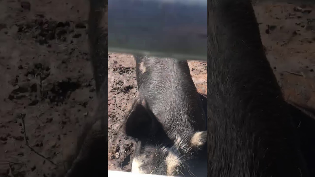 Hanging with a hog - YouTube