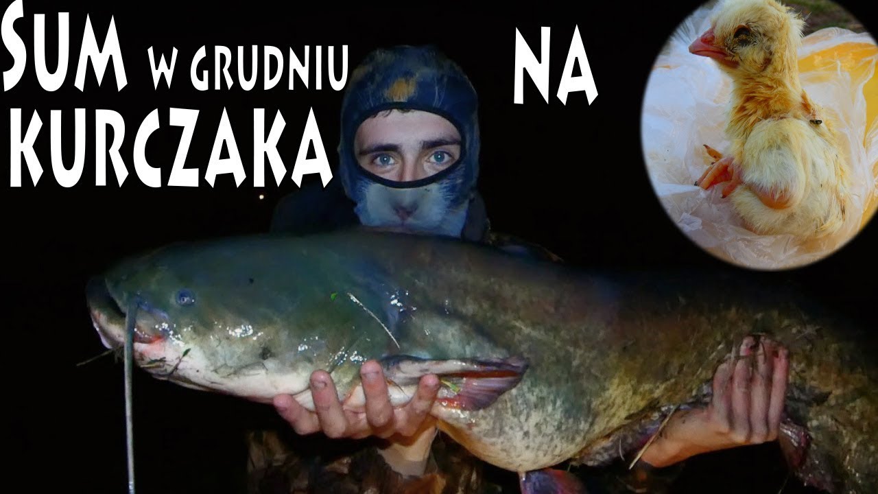 SUM NA MARTWEGO KURCZAKA W GRUDNIU - nauka kwokania - wędkarstwo sumowe ...