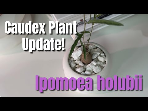 316: Caudex Update: New Stems On My Ipomoea holubii (Morning Glory ...