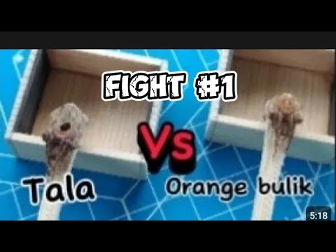 talaan vs orange, spider fighting - YouTube