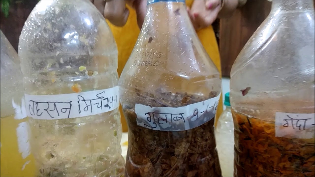 Garbage Enzyme: Usage and Benefits # gardening # garden # plants ...